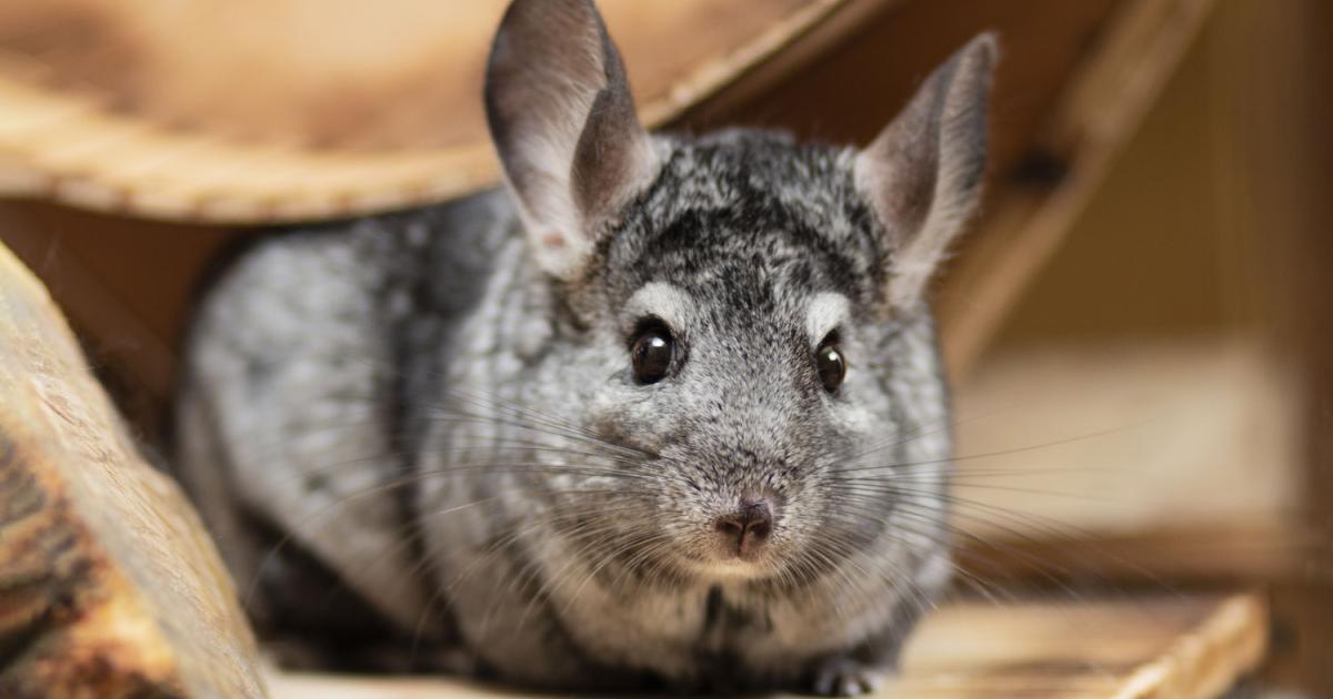Chinchillas artgerecht halten