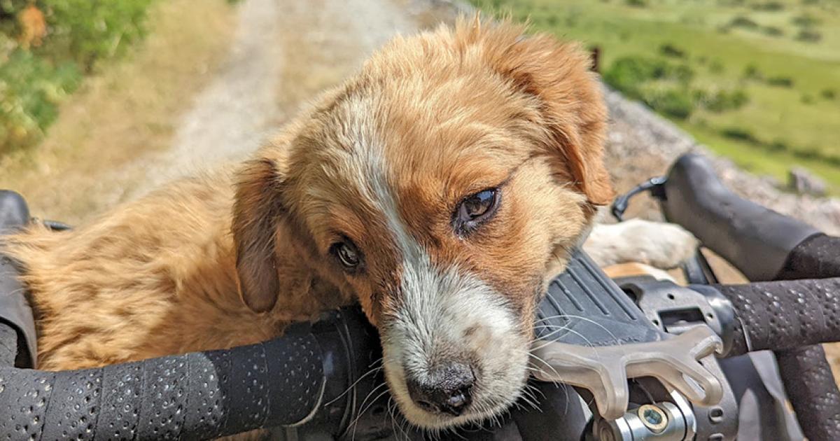 Straßenhunde retten und versorgen