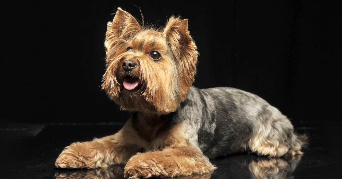 Yorkshire Terrier: Alles zu Aussehen und Charakter