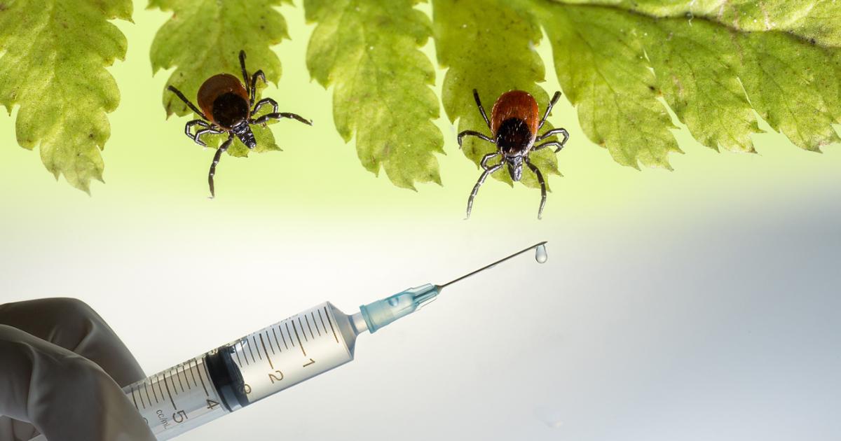 FSME: Symptome, Behandlung und Impfung