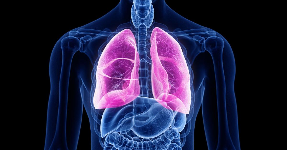 Die Lunge: Anatomie und Funktion